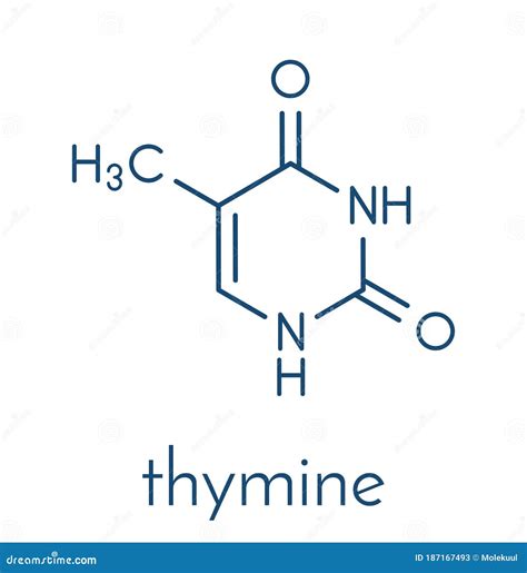 Thymine Molecule