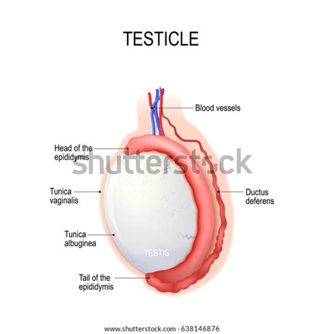 Testicles Human Reproductive System Stock Vector Royalty Free 638146876