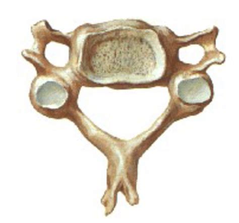 Diagram Of Typical Cervical Vertebrae Hot Sex Picture