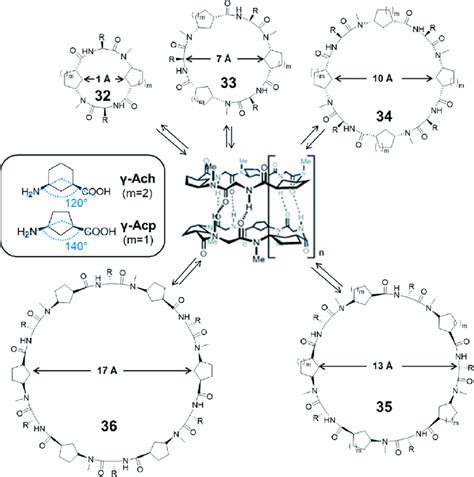 Representative Structures Of Cyclic α γ Peptides 32−35 Composed Of 4