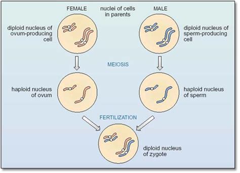 How Does Meiosis Create Genetic Diversity Socratic