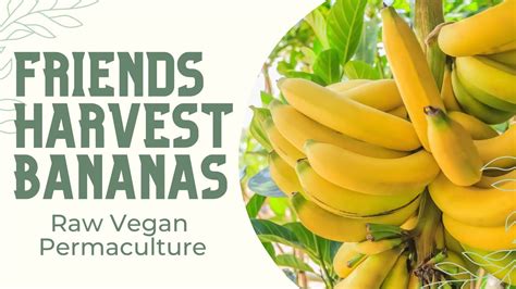 Harvesting Bananas With Friends 🍌😅 Raw Vegan Permaculture Garden