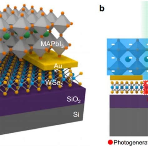Illustrations Of Wse 2 Fet Integrated With Mapbi 3 Perovskite To Form A