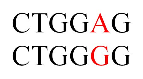 Substitution Dna Mutation — Definition And Examples Expii