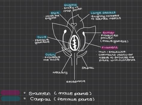Plant Reproduction Flashcards Quizlet