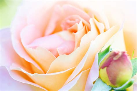 花言葉でありがとう・さようならの意味を持つ花や選び方の紹介│生活の緑