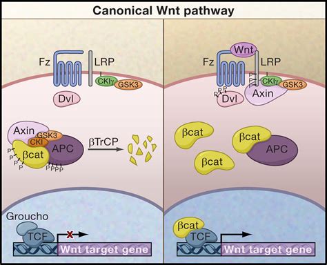 Wnt β Catenin Signaling In Development And Disease Cell