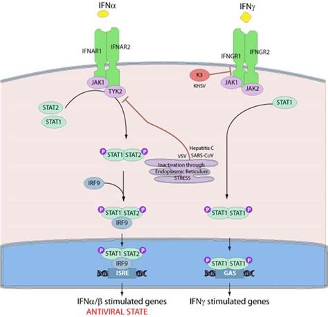 Interferon Jak Stat Signaling Pathway Creative Biomart