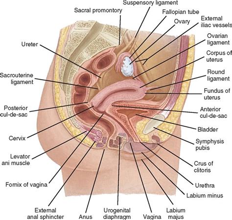 6 Genitourinary Surgery Basicmedical Key