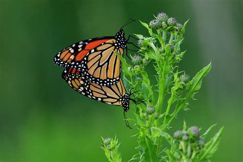 Mating Monarch Butterflies Photograph By Gary Hall Pixels