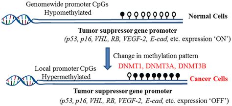 Repression Of Tumor Suppressor Gene By Hypermethylation Of Its
