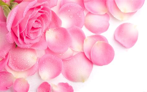 Pink Rose Backgrounds Wallpaper Cave
