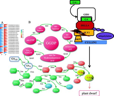 Expression Level Of Ga Biosynthesis Pathway Related Genes A And A