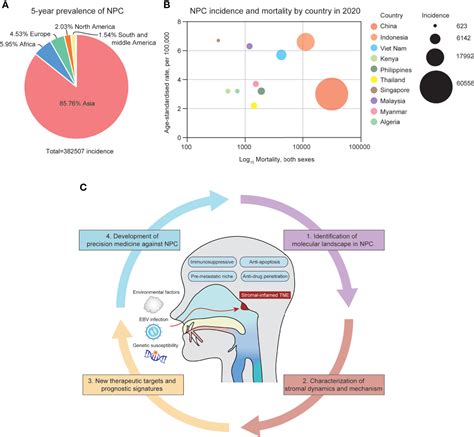 Frontiers The Stromal And Immune Landscape Of Nasopharyngeal