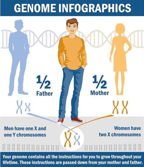 Premium Vector Sex Determination In Humans X And Y Chromosome
