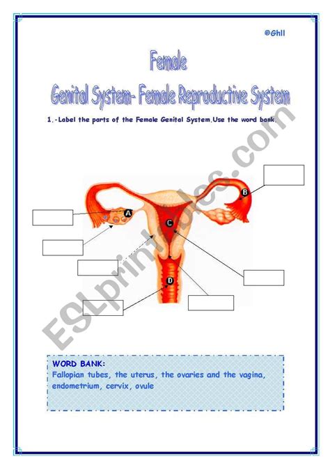 The Female Reproductive System Worksheet