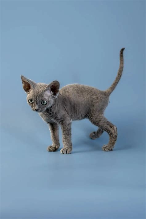 Devon Rex Kittens For Sale Anna Devon Rex Kitten Purebred Kitties