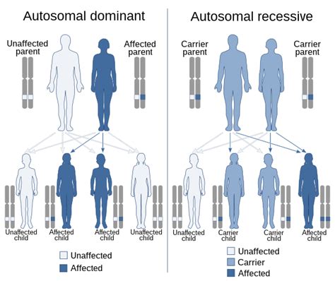 file autosomal dominant and recessive svg wikimedia commons