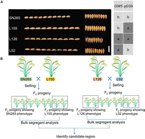 Frontiers Identification Of Multiple Grain Shape Related Loci In Rice