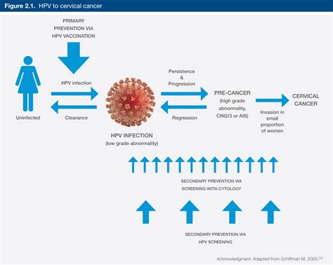2 The Rationale For Primary Hpv Screening Cancer Council