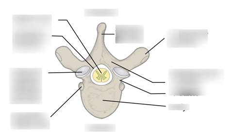 Axial Skeleton Vertebrae Diagram Quizlet