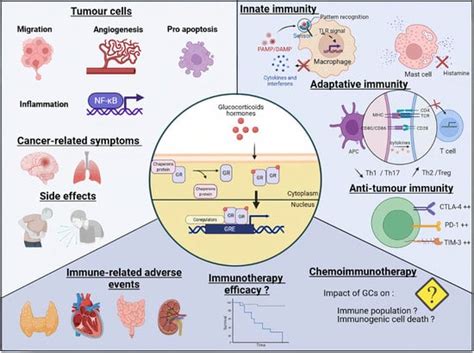 Cells Free Full Text Impact Of Glucocorticoid Use In Oncology In