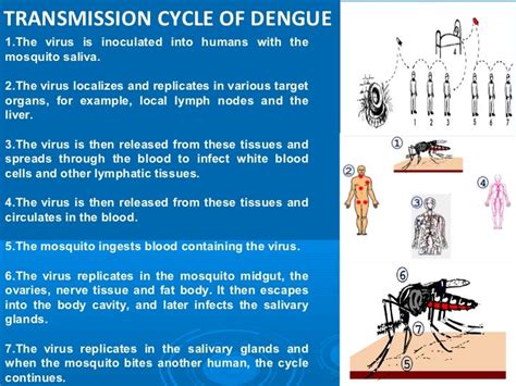 Dengue Ppt