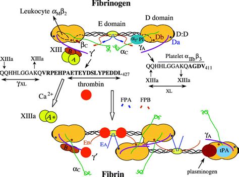 Fibrinogen γ Chain Functions Journal Of Thrombosis And Haemostasis