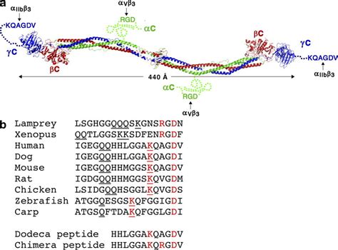 Fibrinogen And Its C Terminal γ Subunit Sequences A Ribbon Diagram