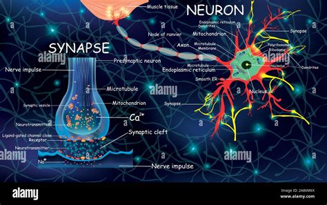 Anatomy Neyron And Synapse Signaling In The Brain Cells Neyron And