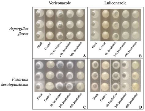 Jof Free Full Text Phase Dependent Differential In Vitro And Ex