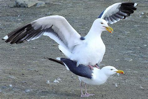 how do birds mate courtship and sex in birds