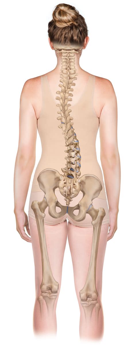 Stretching And Strengthening The Spinal Curves