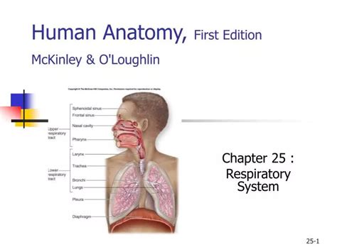Ppt Human Anatomy First Edition Mckinley And Oloughlin Powerpoint