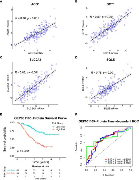 Frontiers Identification And Validation Of A Novel Ferroptosis