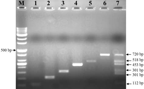 Development And Evaluation Of A Multiplex Pcr For Simultaneous