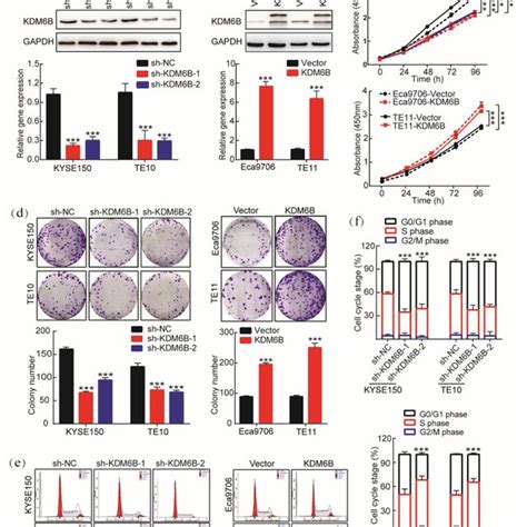 Pdf Kdm6b Promotes Escc Cell Proliferation And Metastasis By