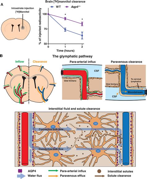 Cerebrospinal Fluid Pathway
