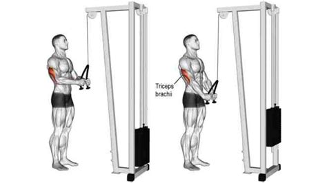 15 Best Triceps Cable Exercises For Building Bigger Arms
