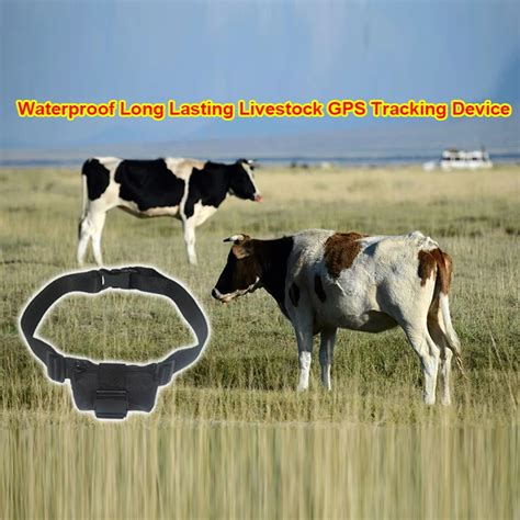 Lorawan Gps Sensor Iot Cattle Tracking Hkt Lora