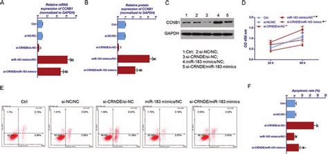 Mir 183 Partly Reverses The Effects Of Crnde On Proliferation And