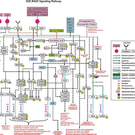 Schematic Representation Of Age Rage Signaling Pathway In Netslim This