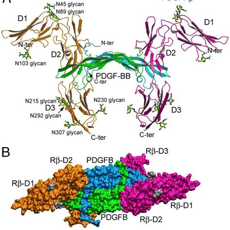 Structure Of The Pdgf A Propeptide Complex A Ribbons Model Of The
