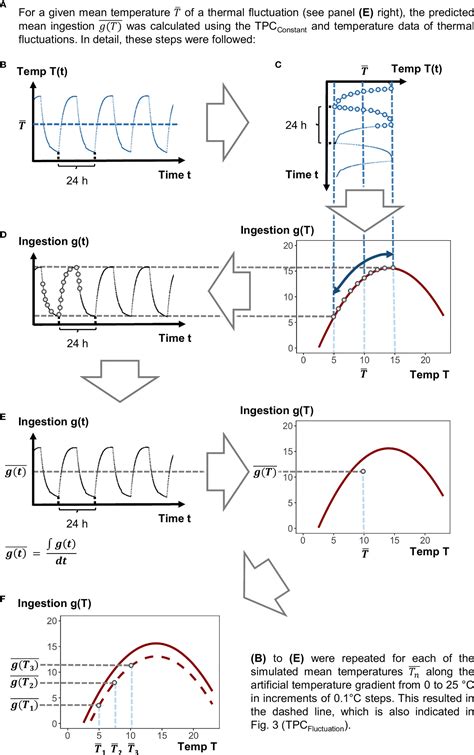 frontiers thermal fluctuations yield sex specific differences of