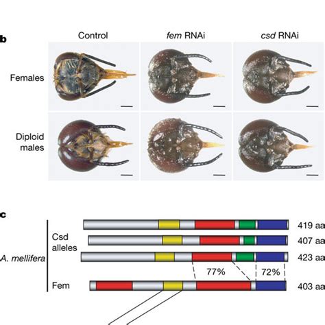 Pdf Evidence For The Evolutionary Nascence Of A Novel Sex