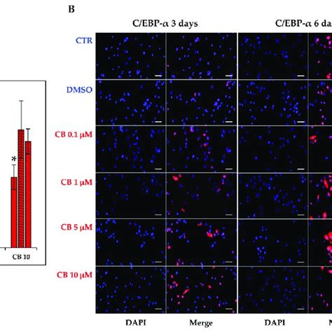 Immunofluorescence Of Ccaat Enhancer Binding Protein Alpha C Ebp α