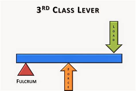 Science Online The Types Of The Levers And The Importance Of Each Of Them