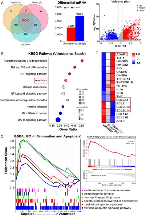 Adar1 Inhibits Macrophage Apoptosis And Alleviates Sepsis Induced Liver