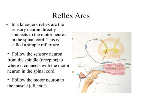 Ppt The Reflex Arc Powerpoint Presentation Free Download Id 3673985