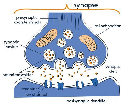 What Happens At The Synapse